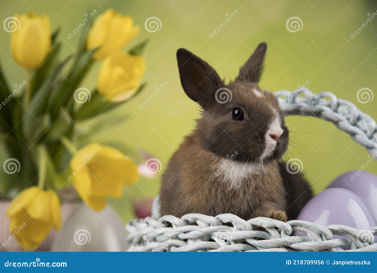 Baby Bunnies in a Basket stock photo. Image of concept - 218709956