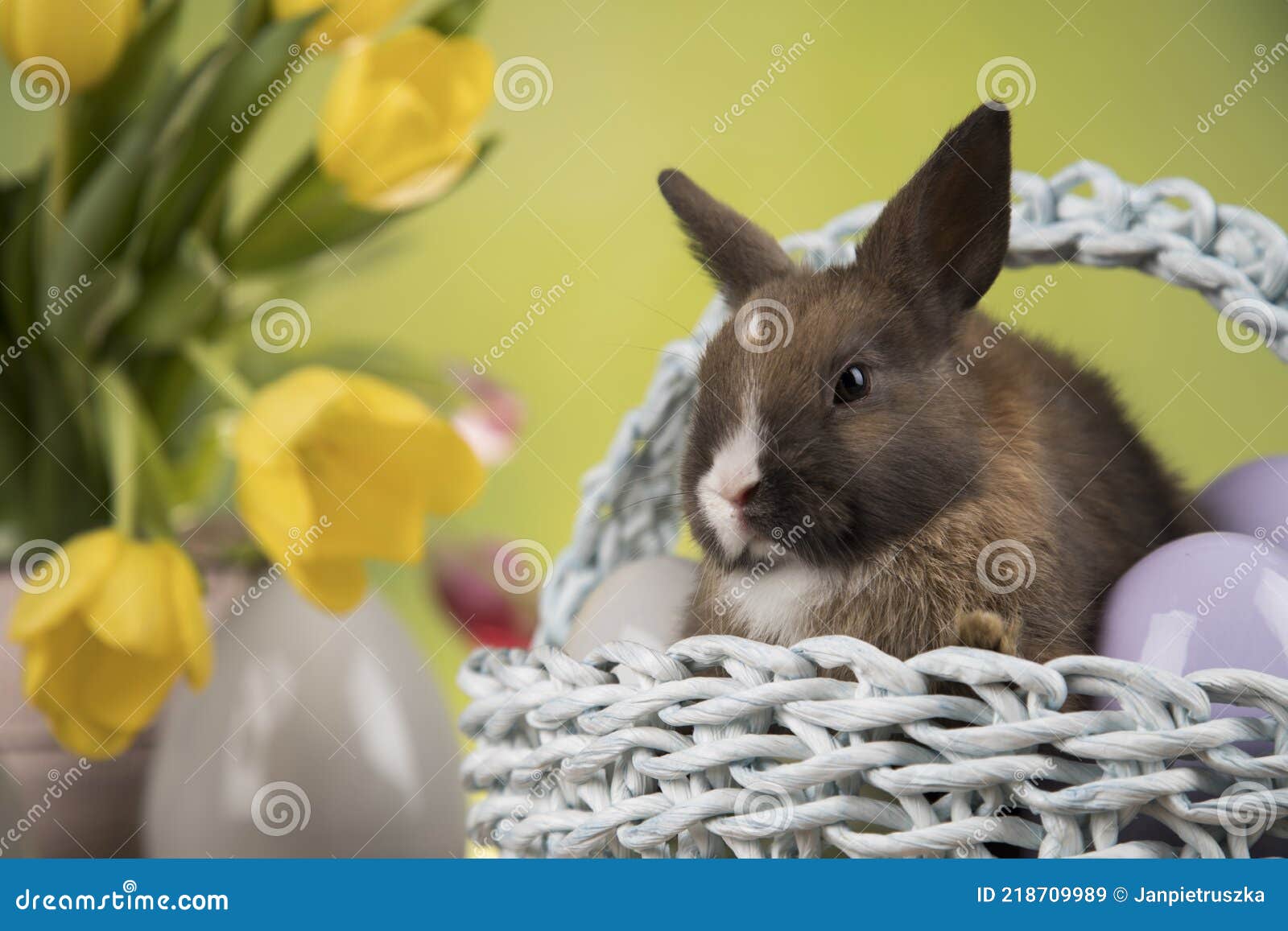 Baby Bunnies in a Basket stock image. Image of holidays - 218709989