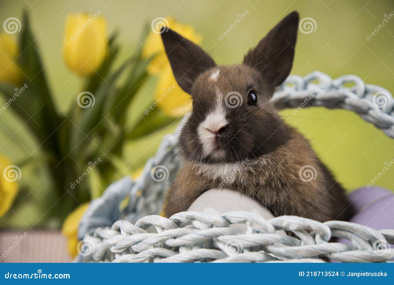 Baby Bunnies in a Basket stock photo. Image of nature - 218713524
