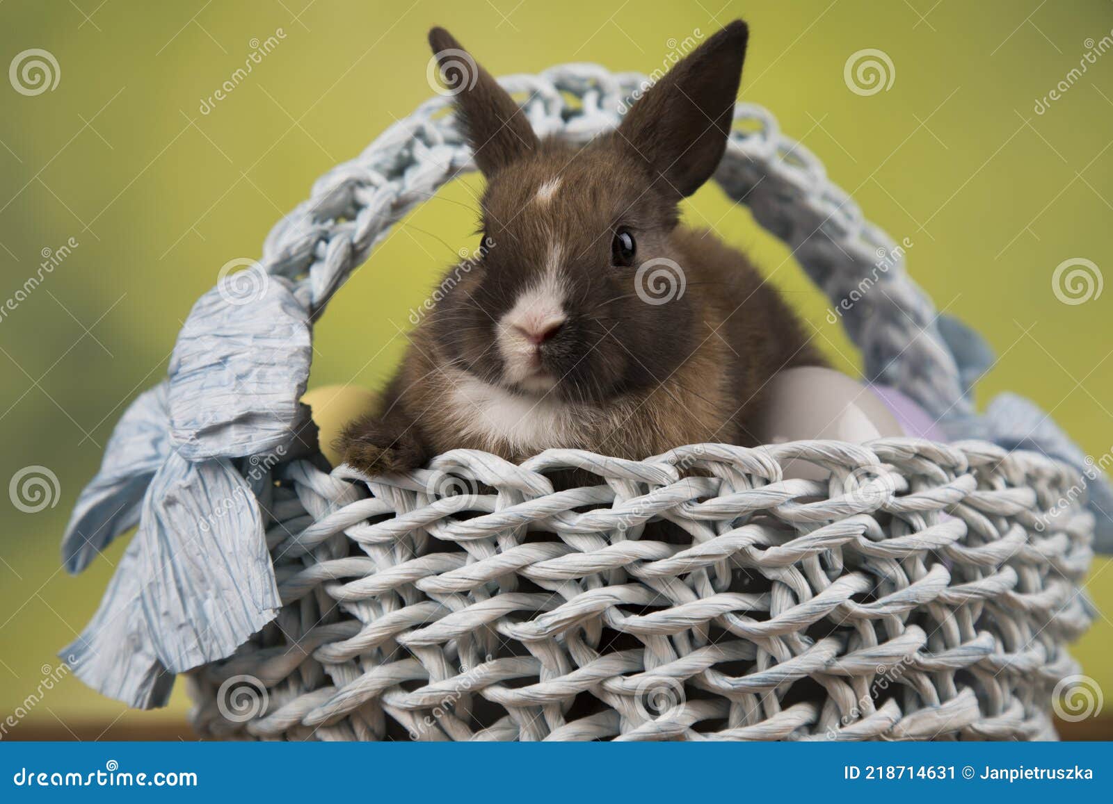 Baby Bunnies in a Basket stock image. Image of nature - 218714631