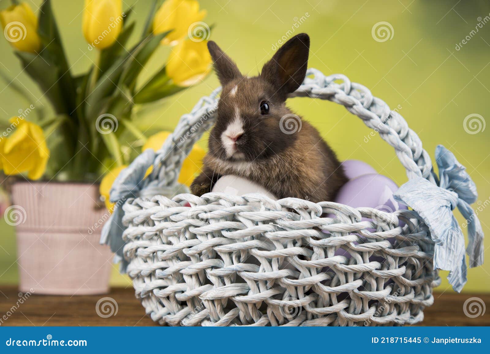 Baby Bunnies in a Basket stock image. Image of animal - 218715445