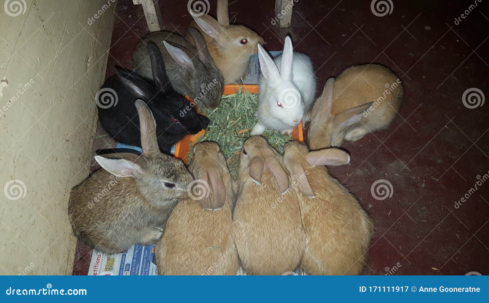 Baby bunnies eating stock image. Image of baby, food - 171111917