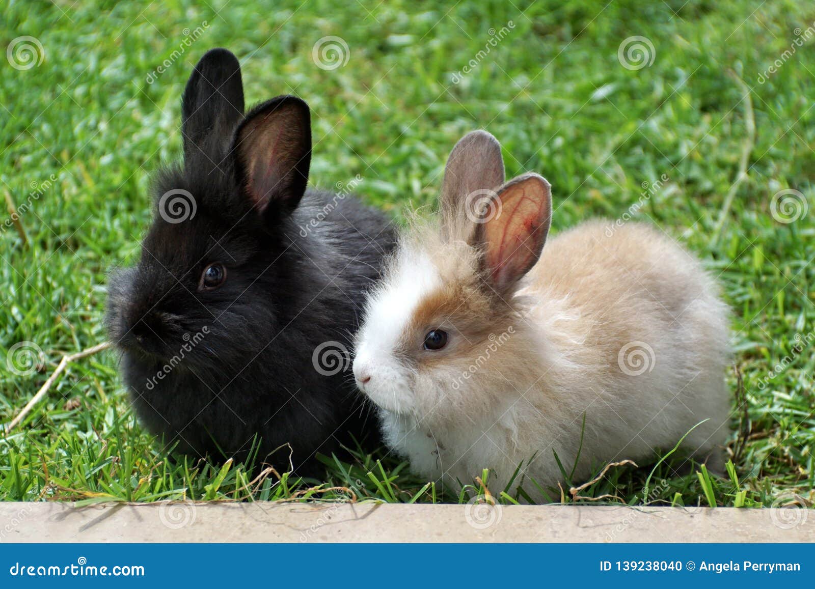 Rabbits in the grass stock photo. Image of bunnies, white - 139238040
