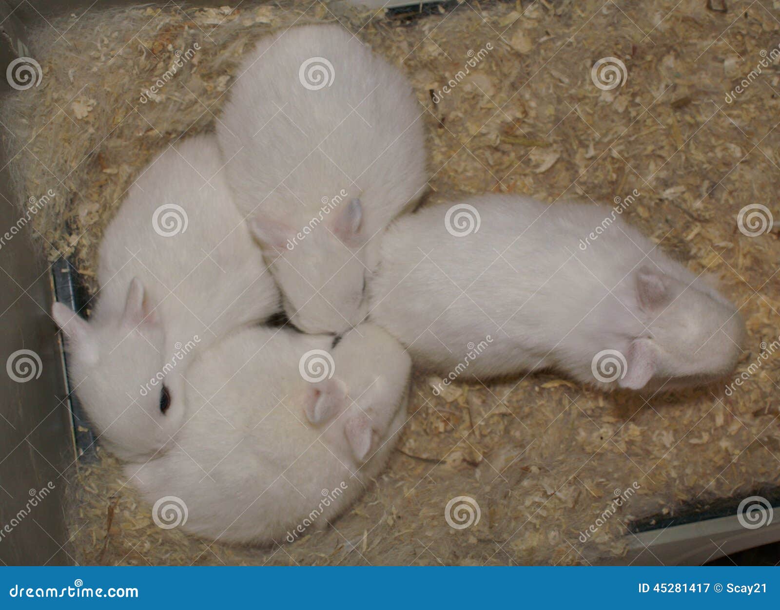 Baby Bunnies stock image. Image of lagomorpha, animal - 45281417