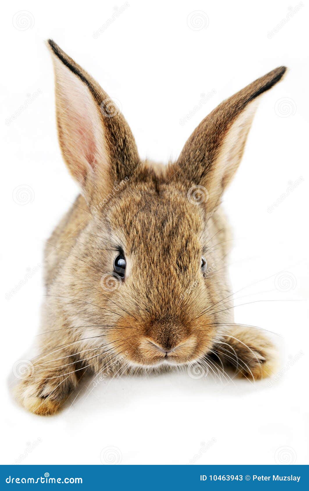 Brown Dwarf Rabbit