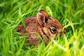 Baby bunny stock image. Image of young, green, wild, cute - 12893181