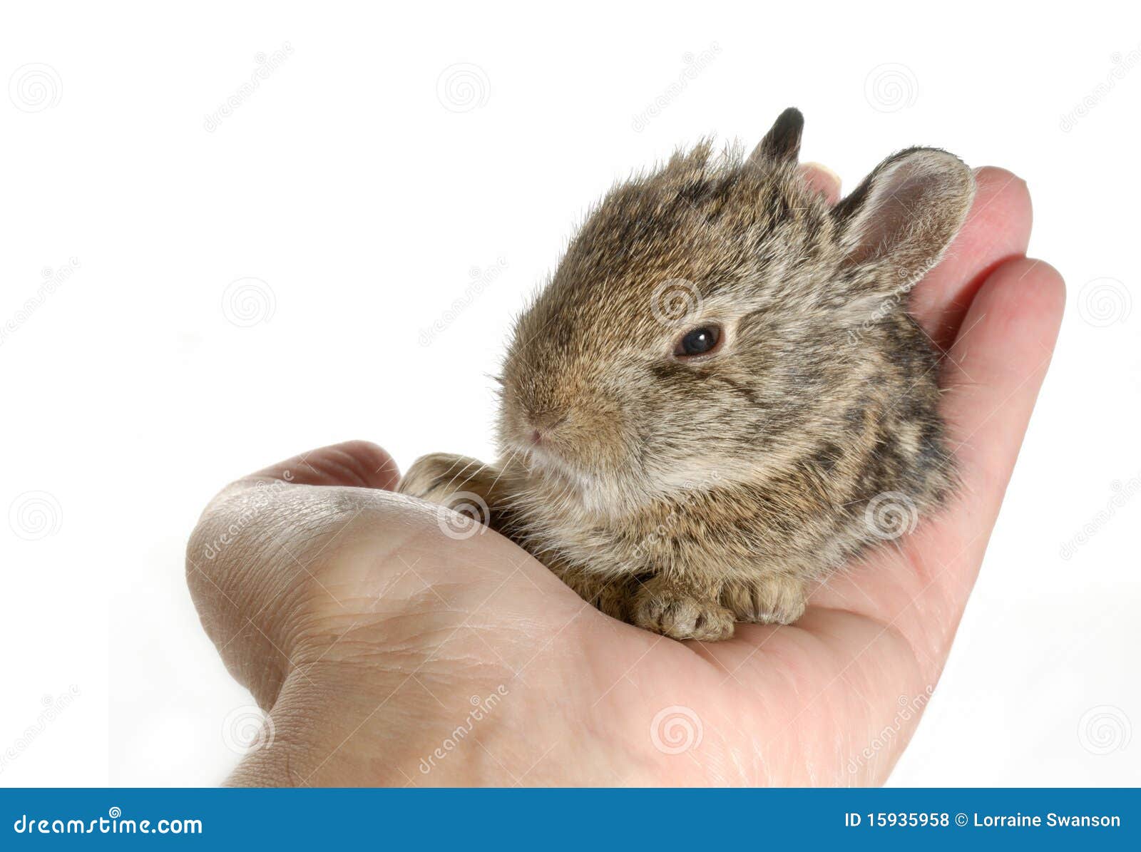 Newborn Cottontail Rabbit