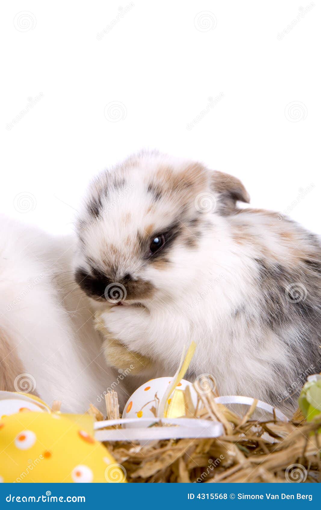 Baby bunny stock photo. Image of washing, pets, baby, babies - 4315568