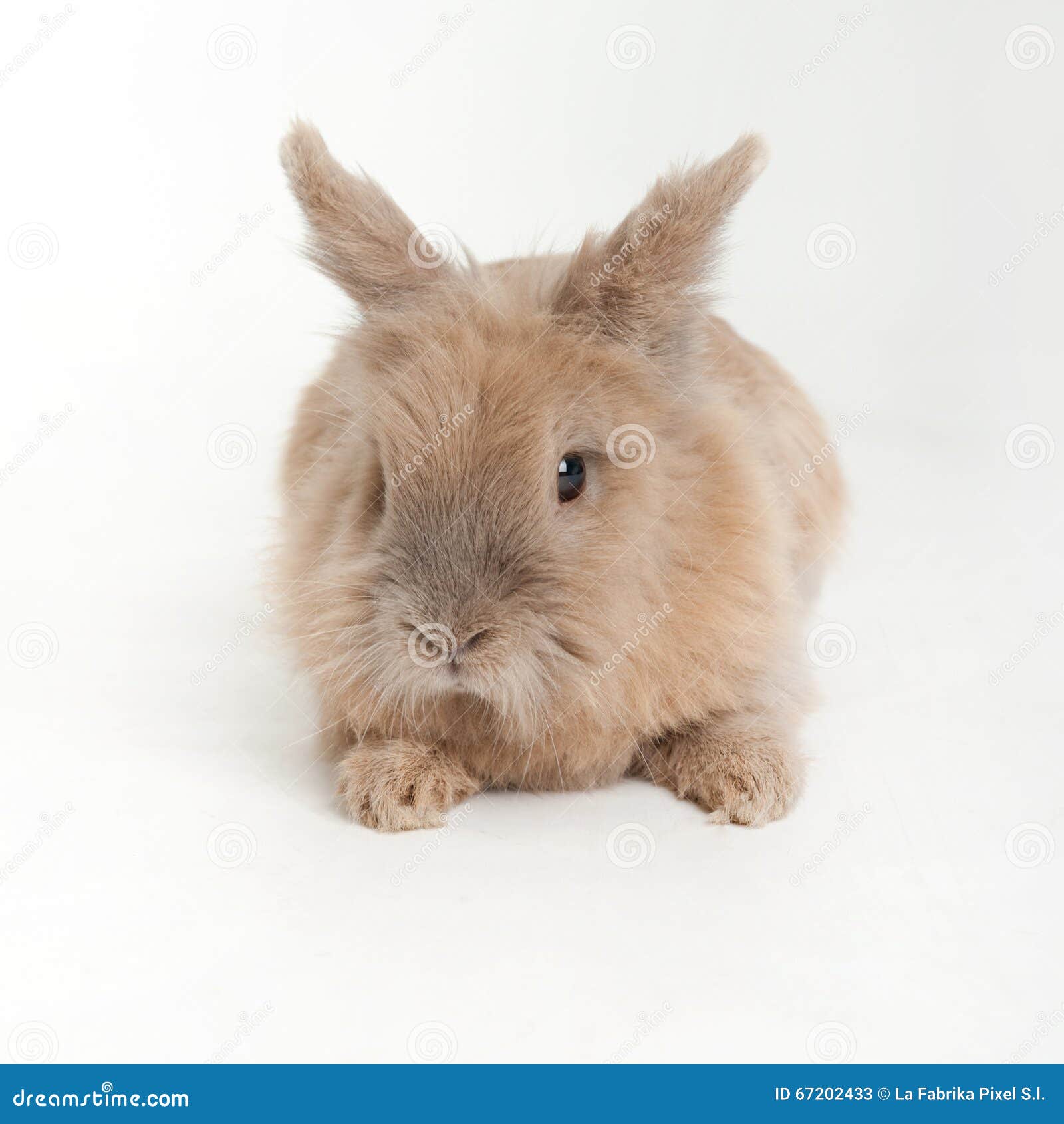Baby bunny stock image. Image of animal, furry, fluffy - 67202433