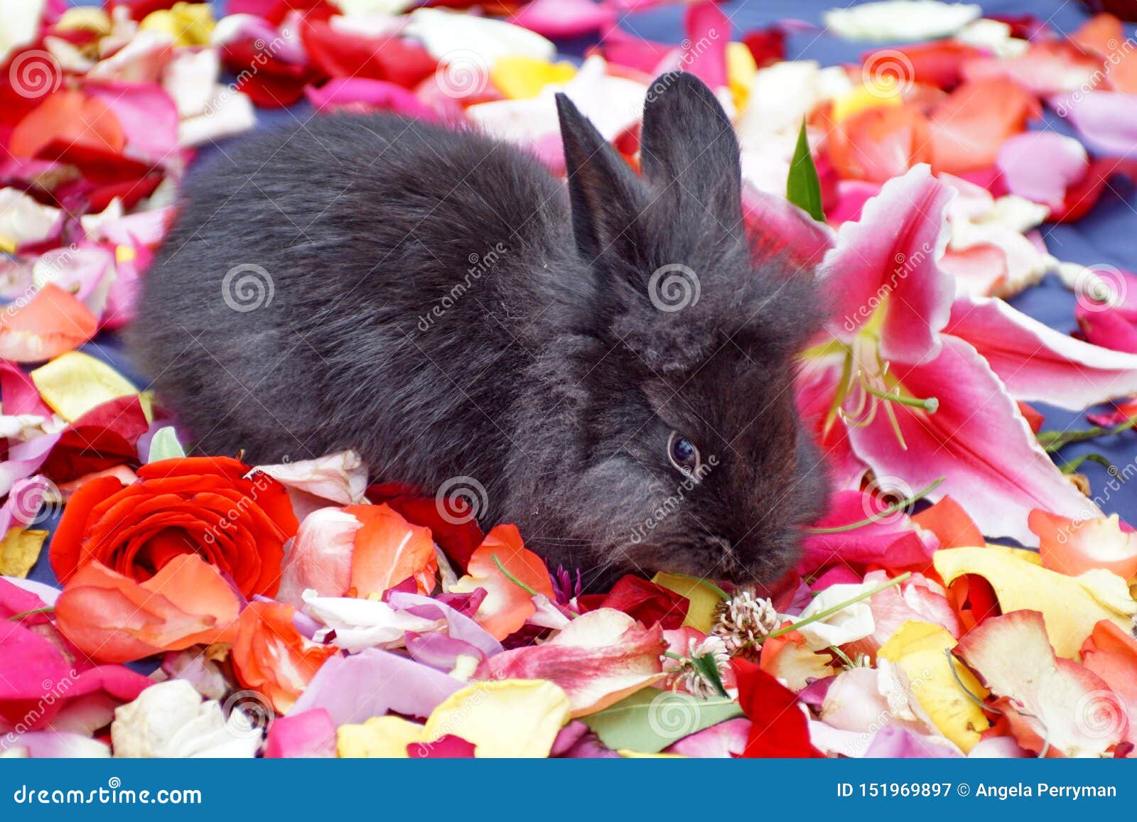 Bunny on rose petals stock image. Image of cotacachi - 151969897