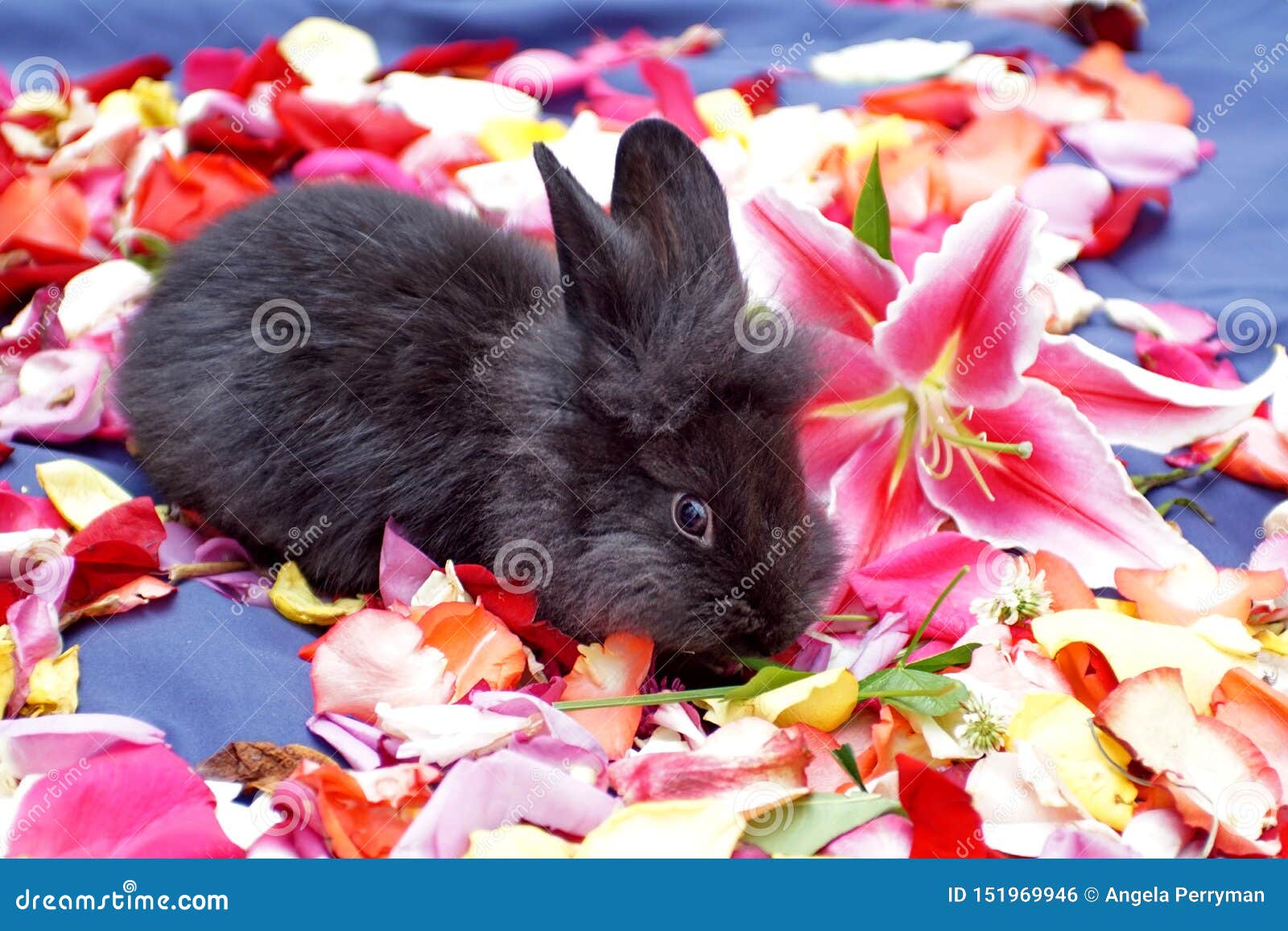 Bunny on rose petals stock photo. Image of valentines - 151969946