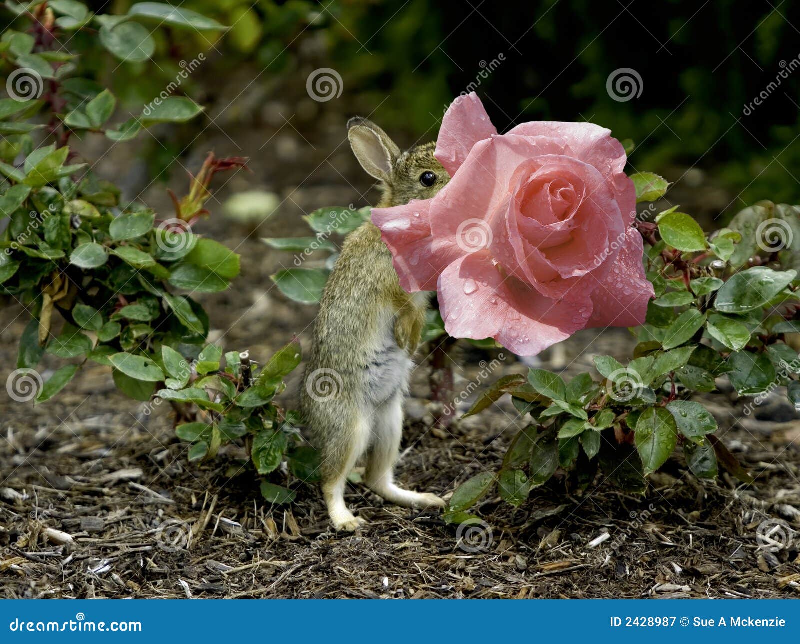 Can Rabbits Eat Rose Petals - emsekflol.com