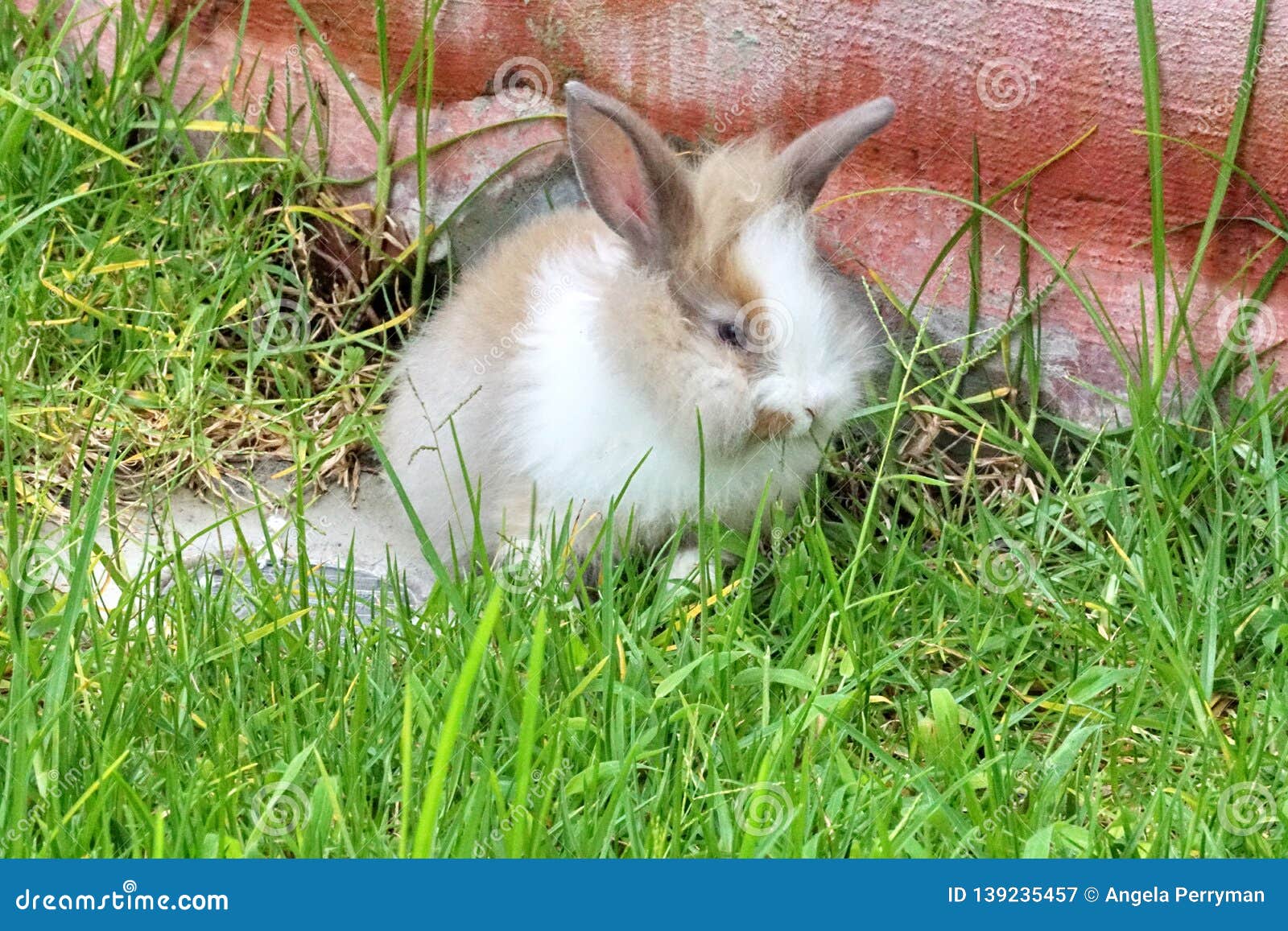 Rabbit in the grass stock image. Image of cute, bunny - 139235457