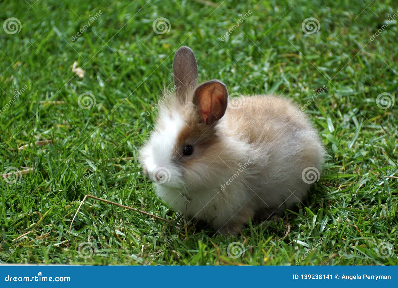 Rabbit in the grass stock image. Image of yard, cotacachi - 139238141