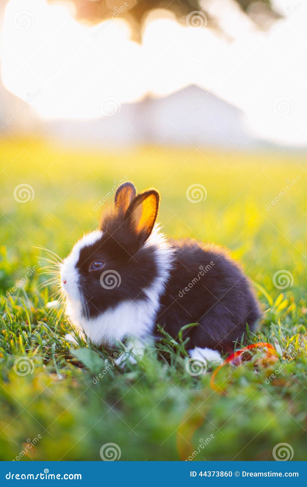 Baby Bunny in Grass stock photo. Image of spring, daylight - 44373860