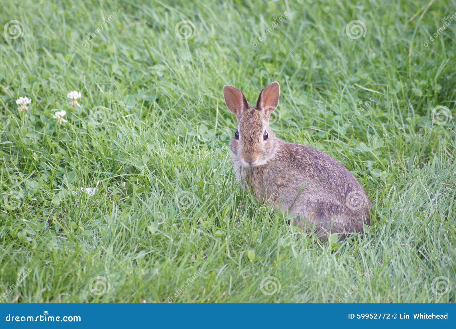 Baby Bunny, Green Grass stock photo. Image of young, spring - 59952772