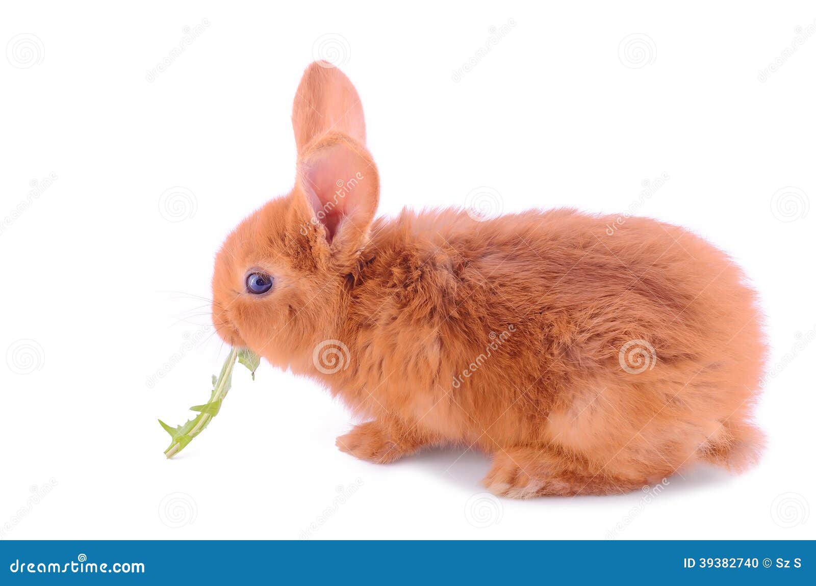 Baby Bunny Isolated on White Stock Photo - Image of mammal, adorable ...
