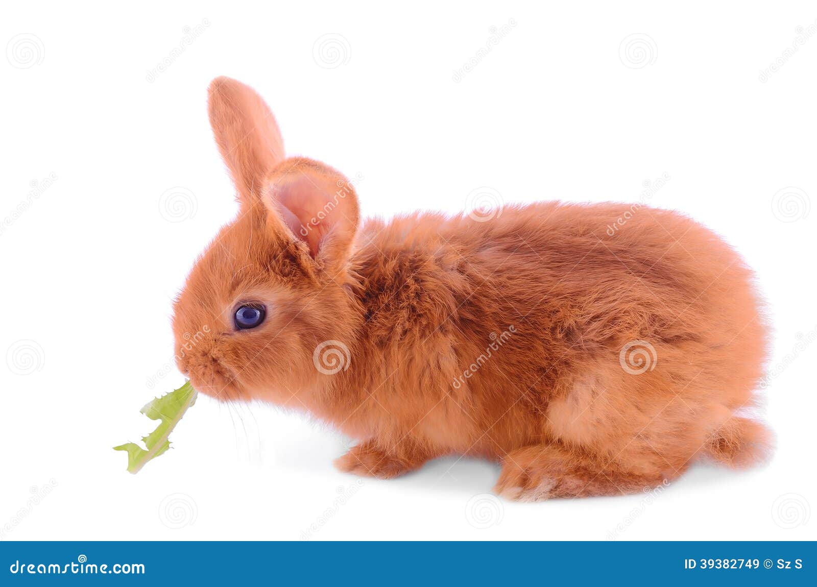 Baby Bunny Isolated on White Stock Image - Image of single, rural: 39382749