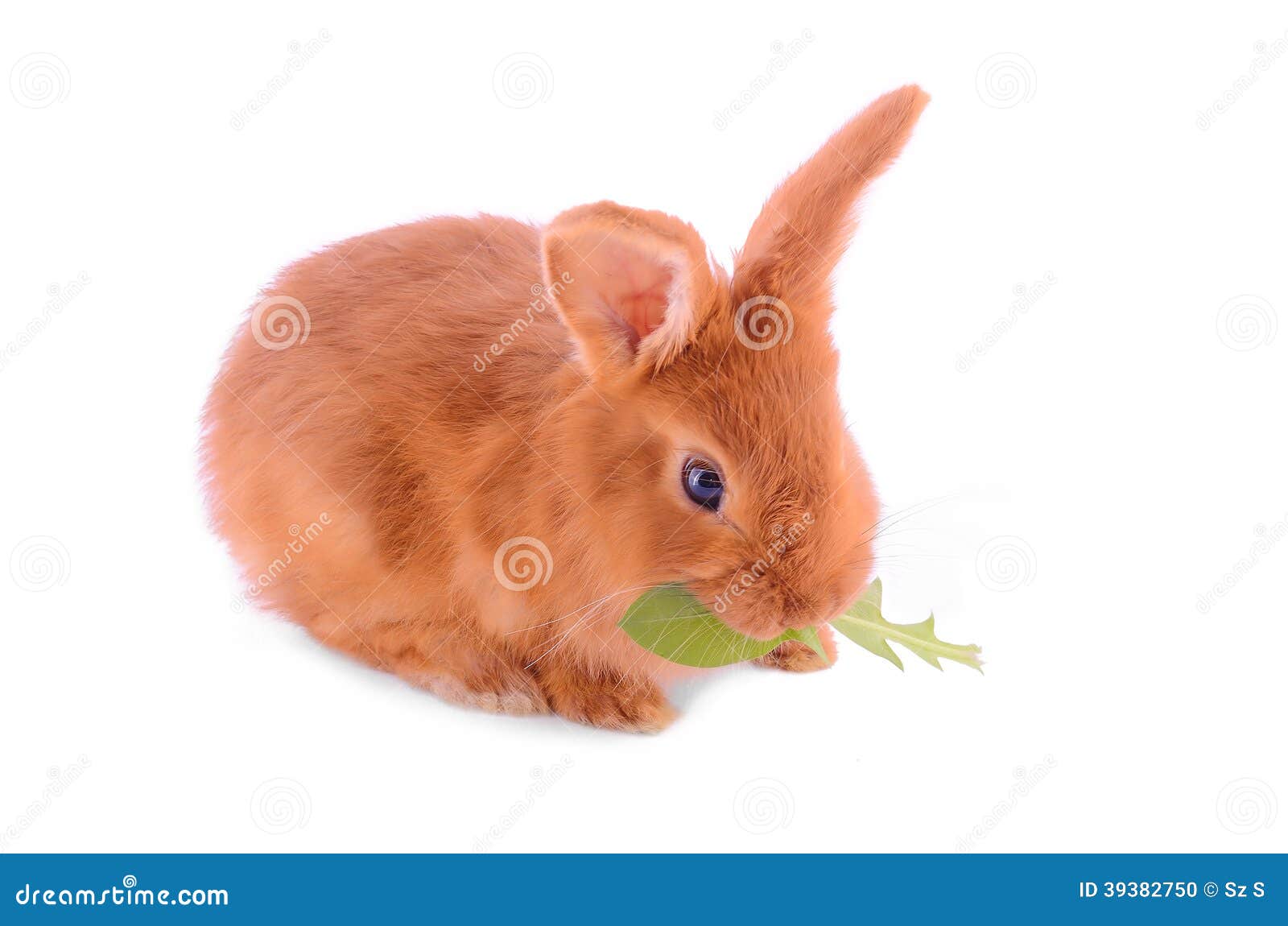 Baby Bunny Isolated on White Stock Photo - Image of spring, mammal ...