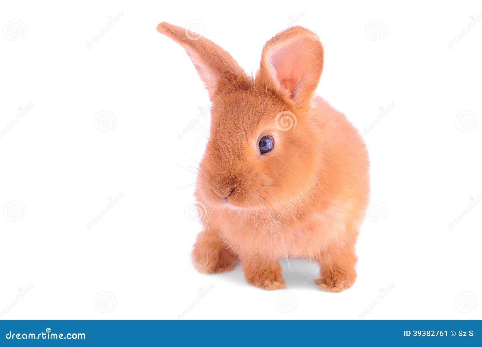 Baby Bunny Isolated on White Stock Image - Image of domestic, ears ...