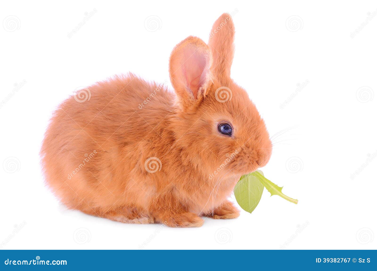 Baby Bunny Isolated on White Stock Image - Image of domestic, newborn ...