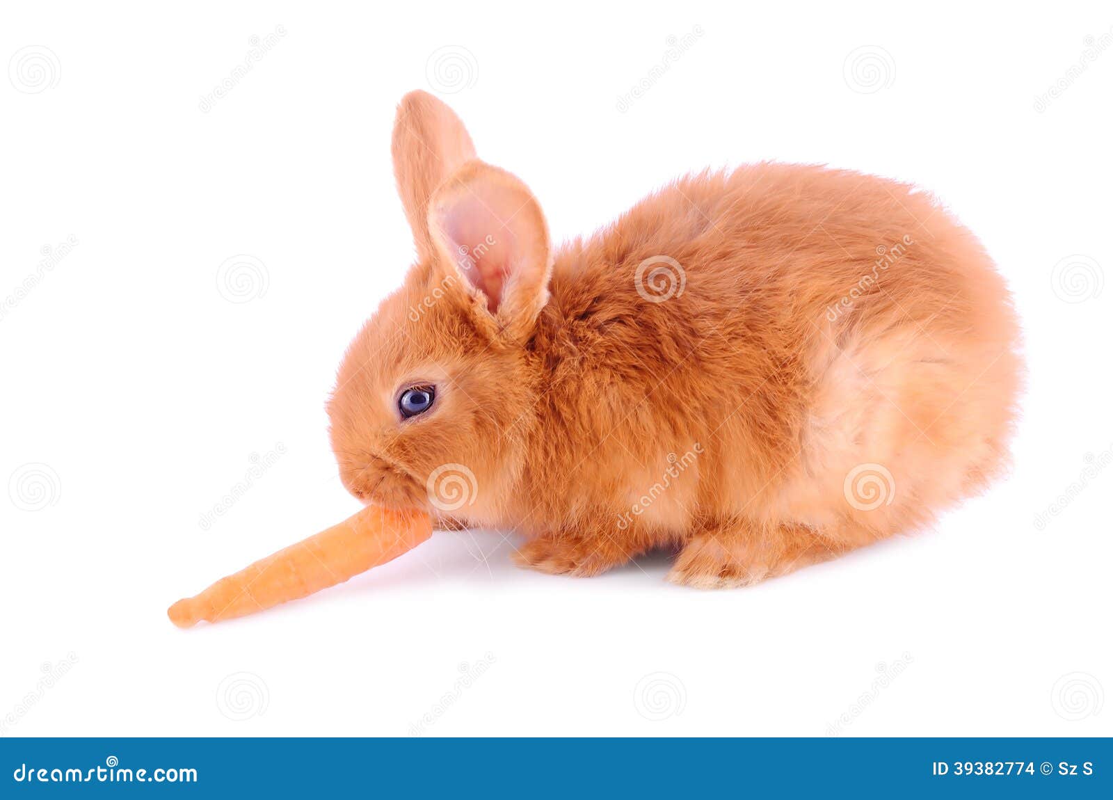 Baby Bunny Isolated on White Stock Photo - Image of farm, fleecy: 39382774