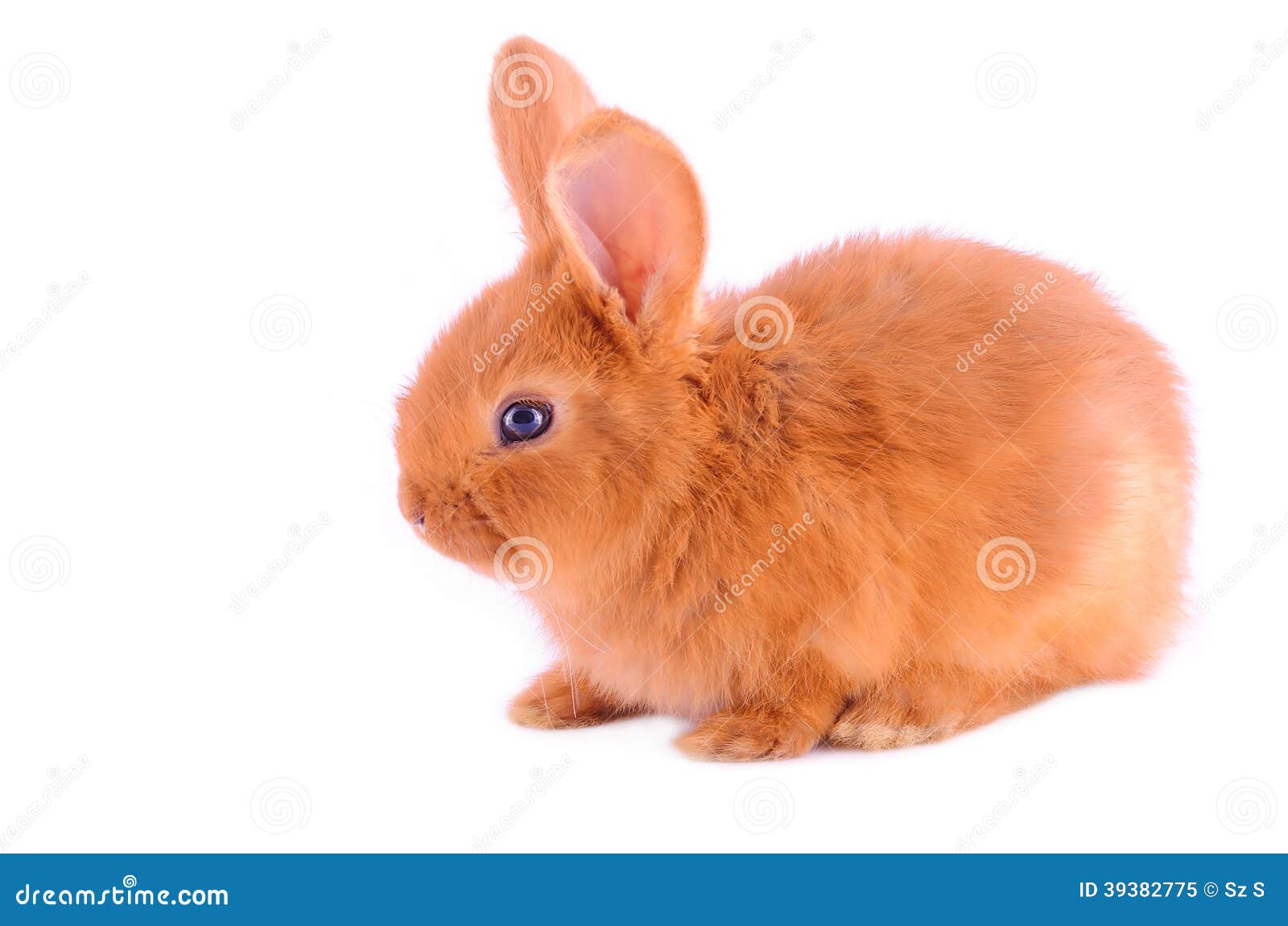 Baby Bunny Isolated on White Stock Image - Image of adorable, cony ...