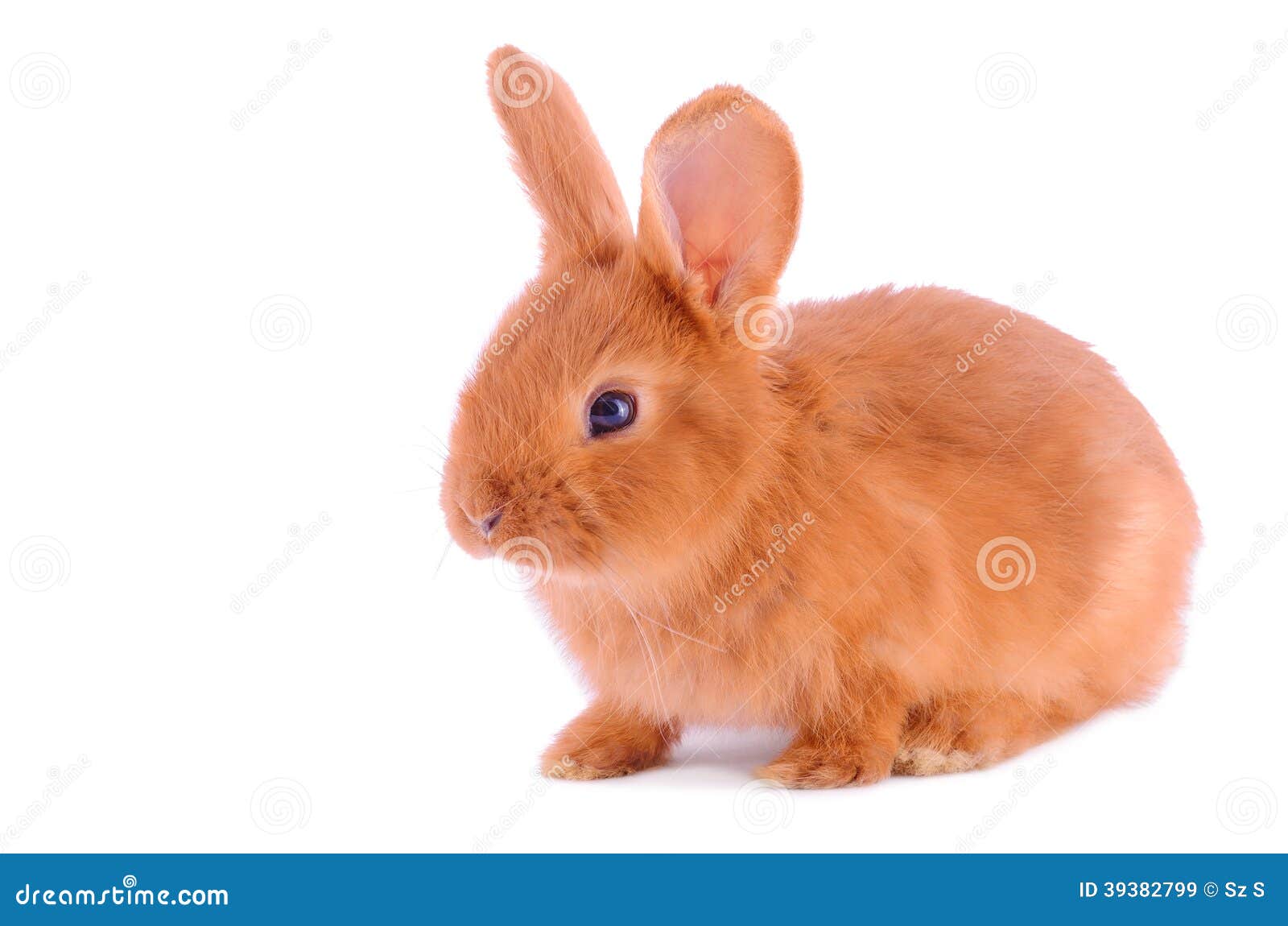 Baby Bunny White Background