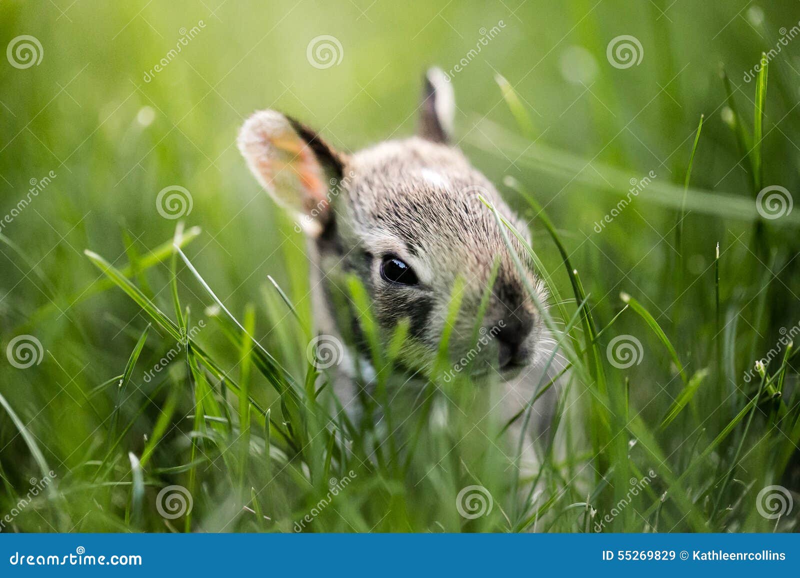 Baby Bunny Rabbit in grass stock image. Image of little - 55269829