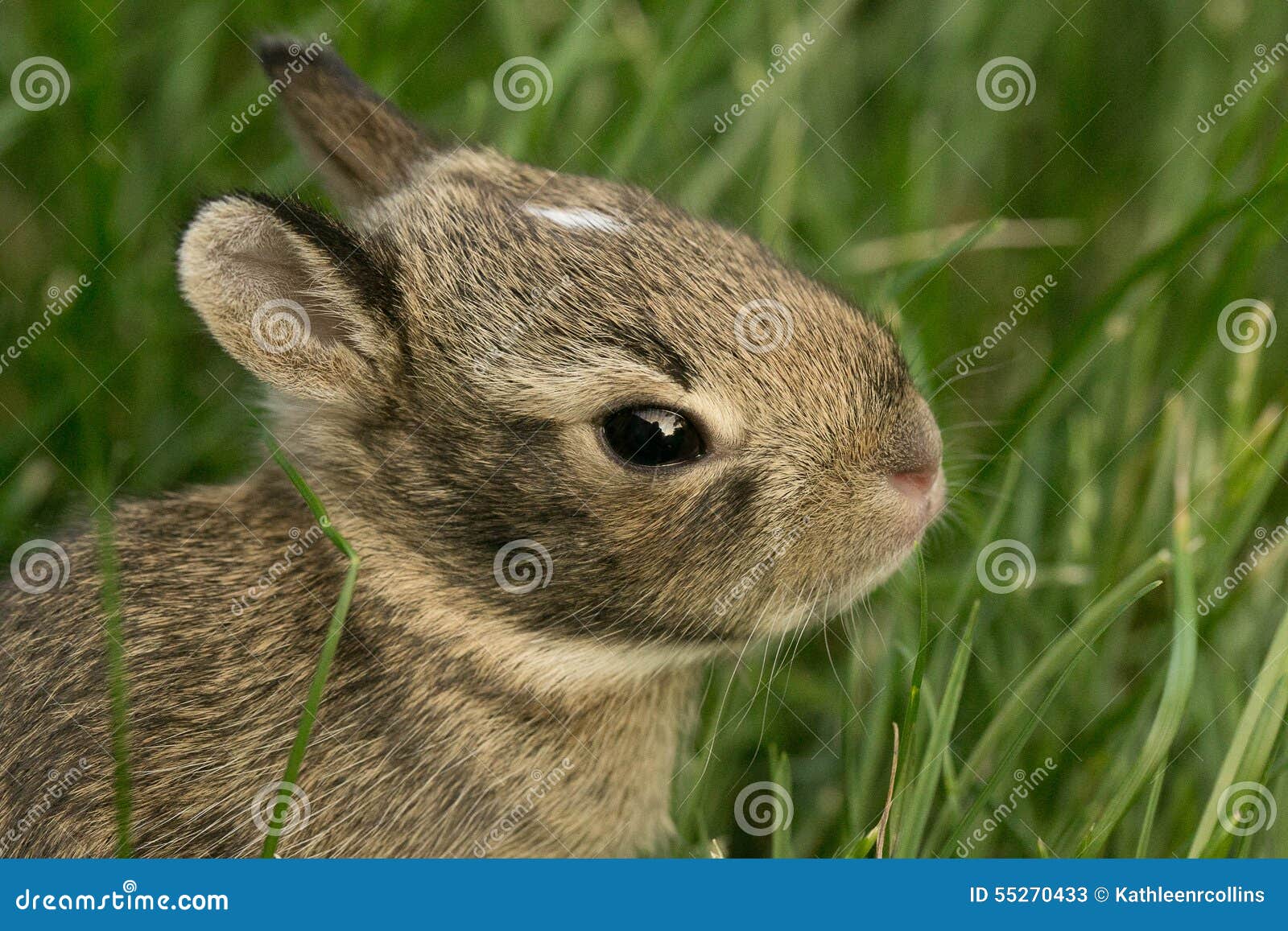 Baby Bunny Rabbit in grass stock image. Image of easter - 55270433