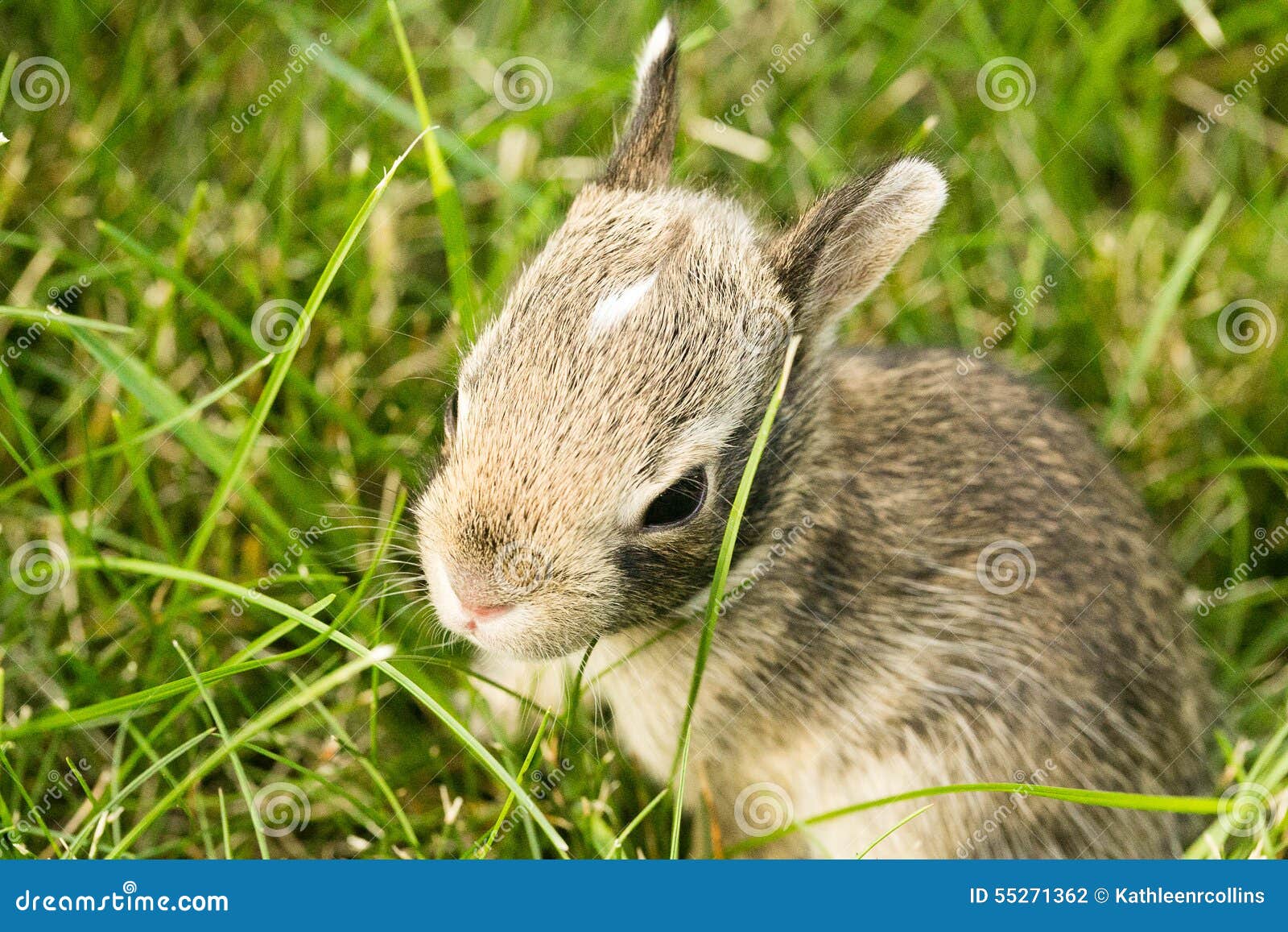 Baby Bunny Rabbit in grass stock photo. Image of easter - 55271362