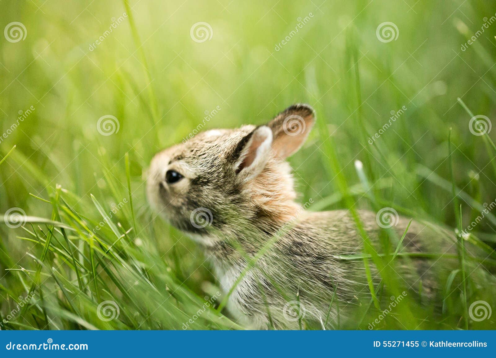 Baby Bunny Rabbit in grass stock image. Image of grass - 55271455