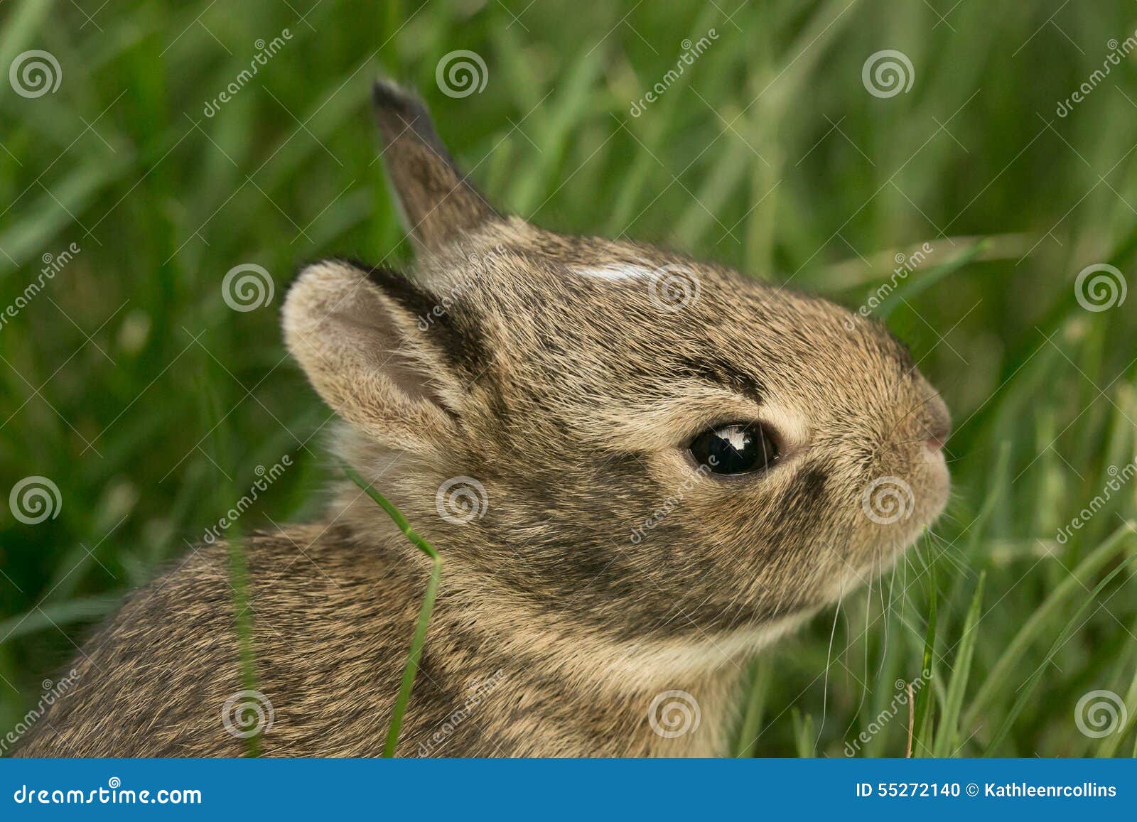 Baby Bunny Rabbit in grass stock photo. Image of small - 55272140
