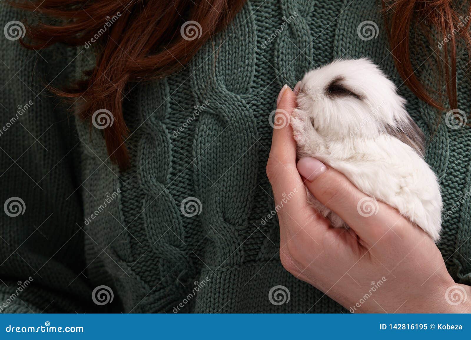 Baby Bunny Rabbit Sleeping in Hands Stock Image - Image of animal ...