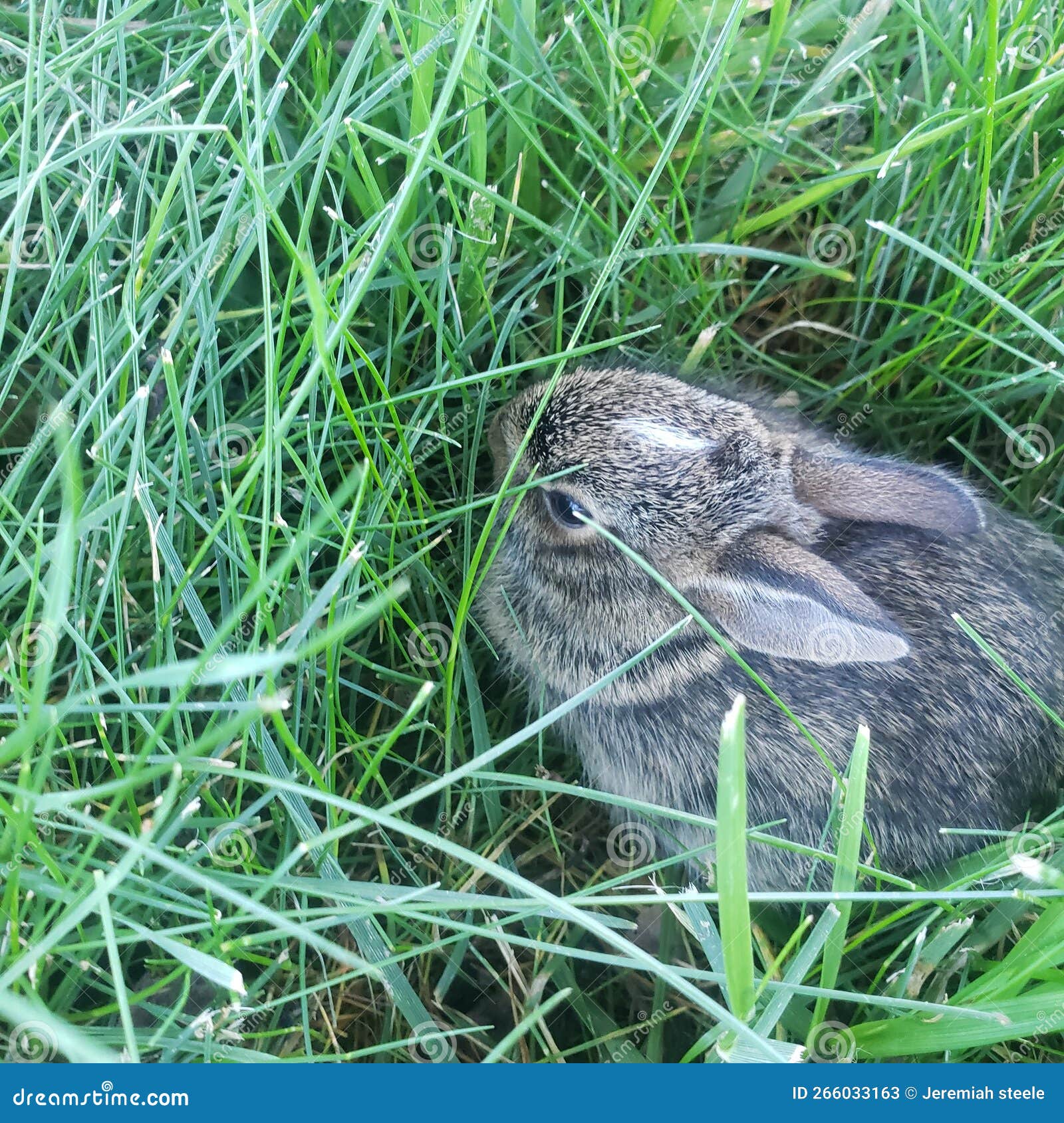 Baby bunny sitting stock image. Image of invertebrate - 266033163