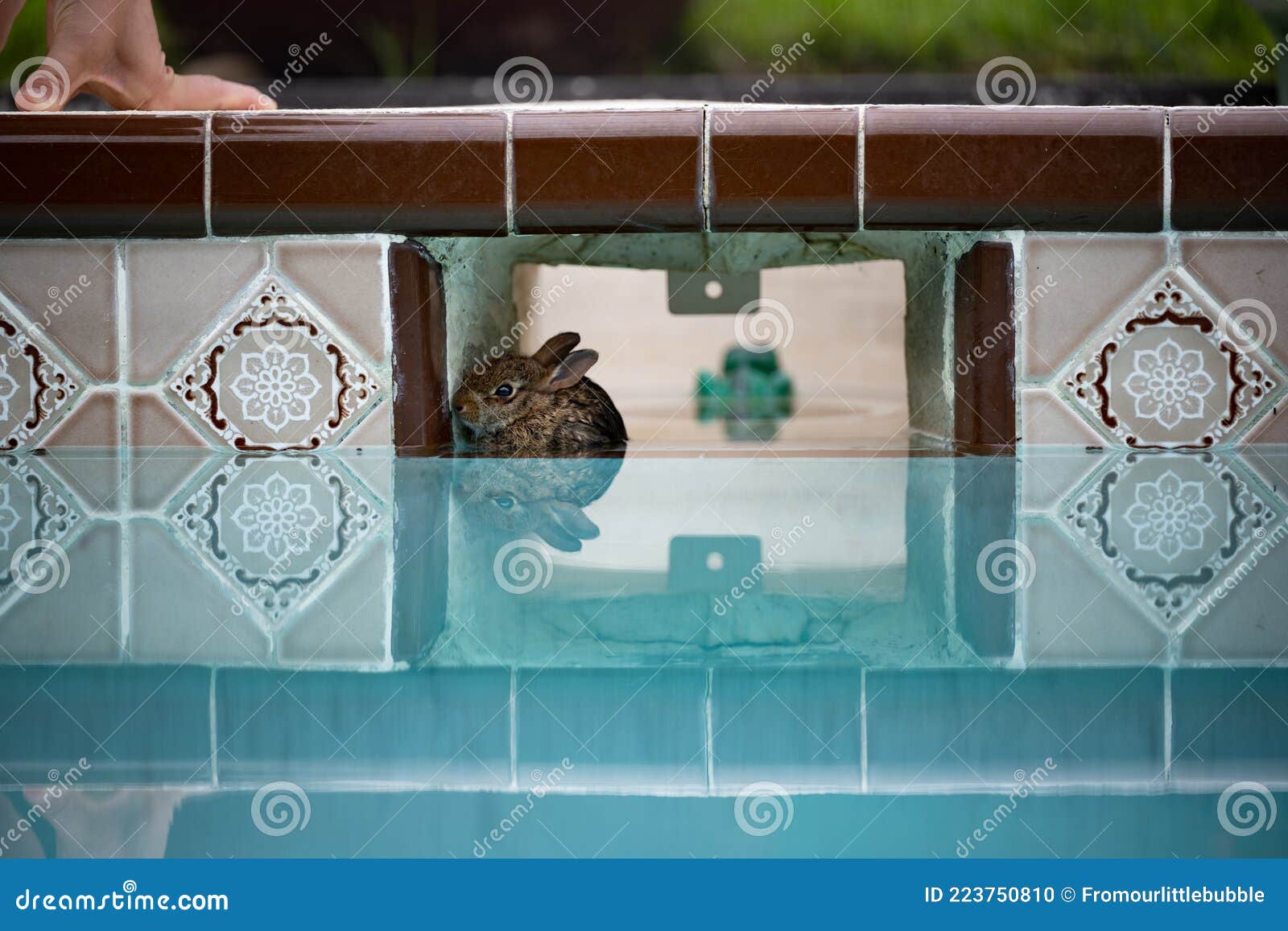 Baby Bunny Sitting in Pool Weir Stock Photo - Image of tile, trapped ...