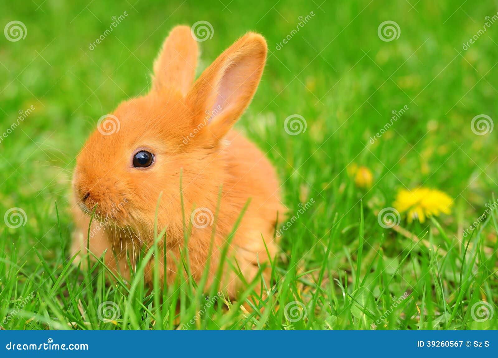 Baby Bunny Sitting in Spring Grass Stock Image - Image of outdoor ...