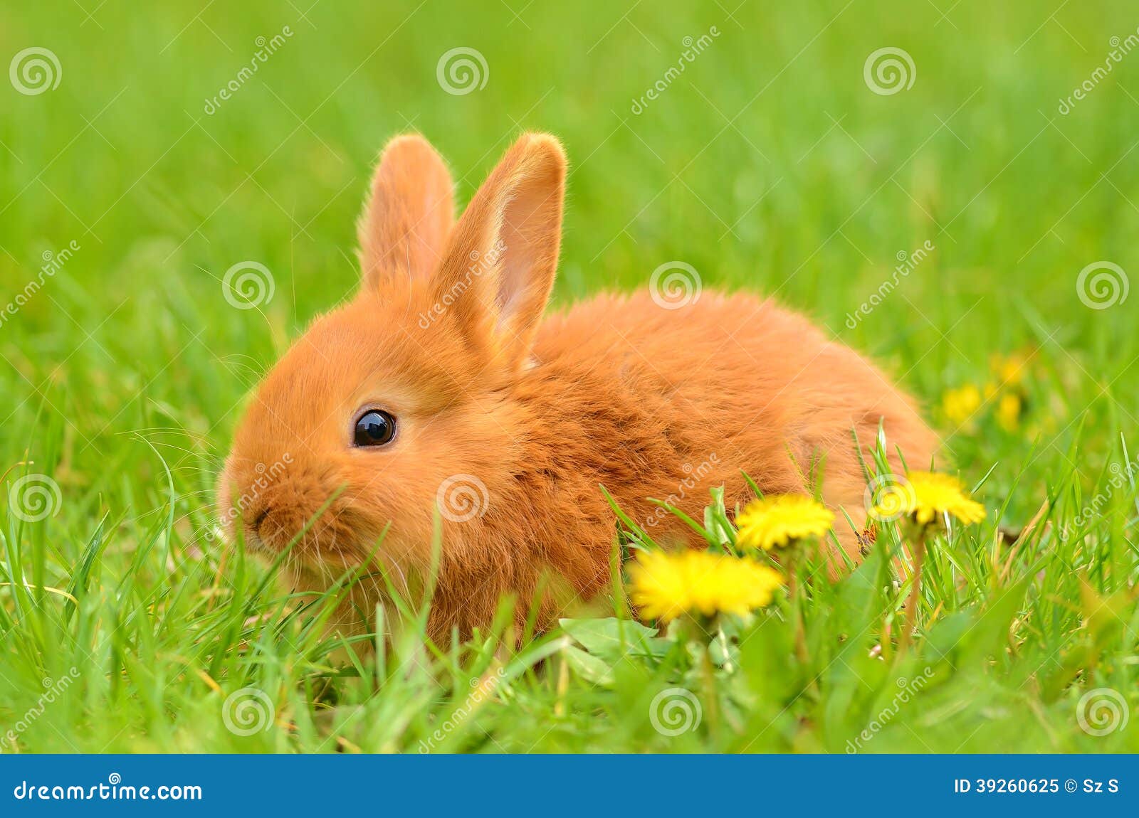 Baby Bunny Sitting in Spring Grass Stock Image - Image of meadow, calm ...
