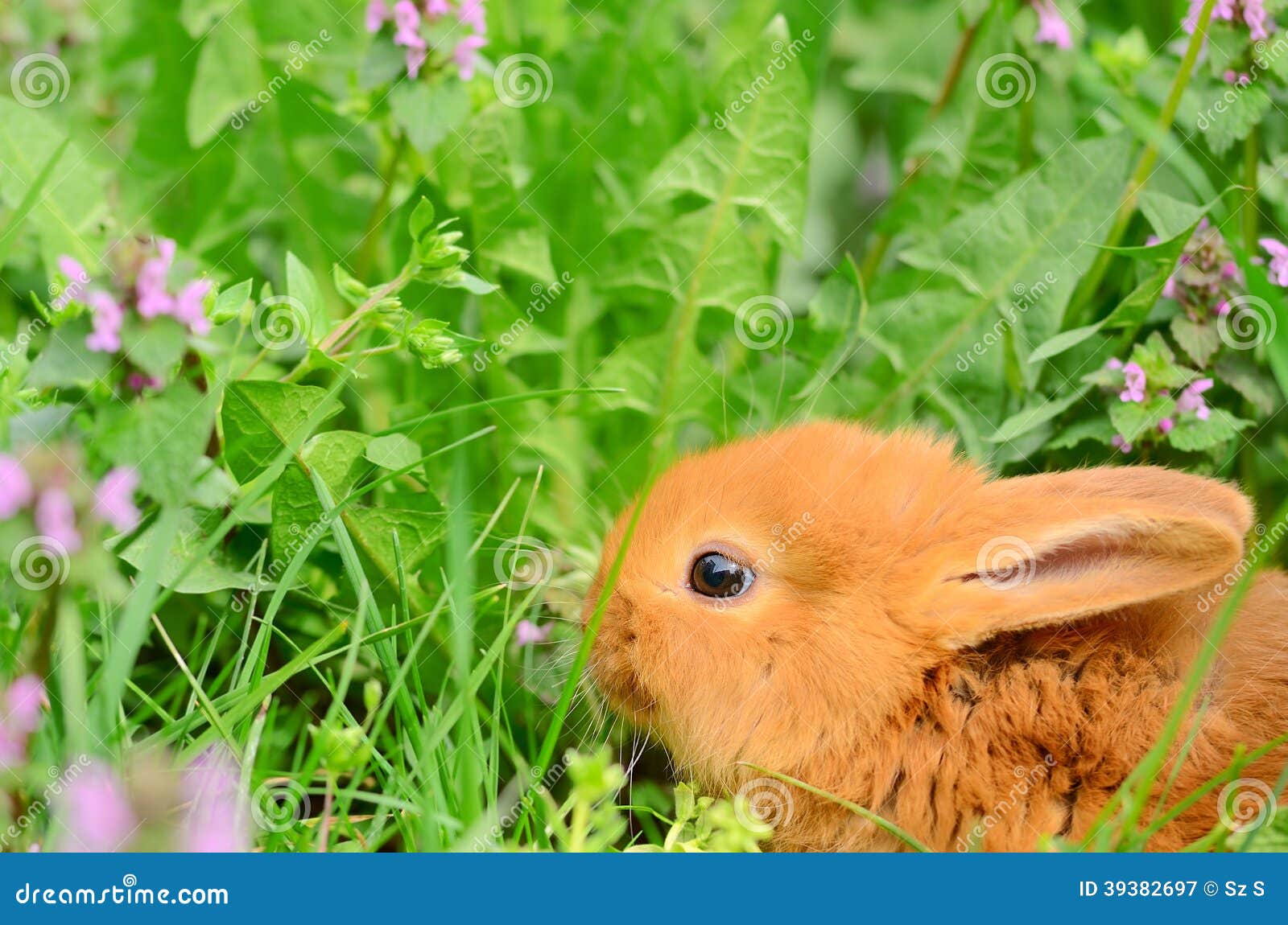 Baby Bunny Sitting in Spring Grass Stock Image - Image of nature, small ...