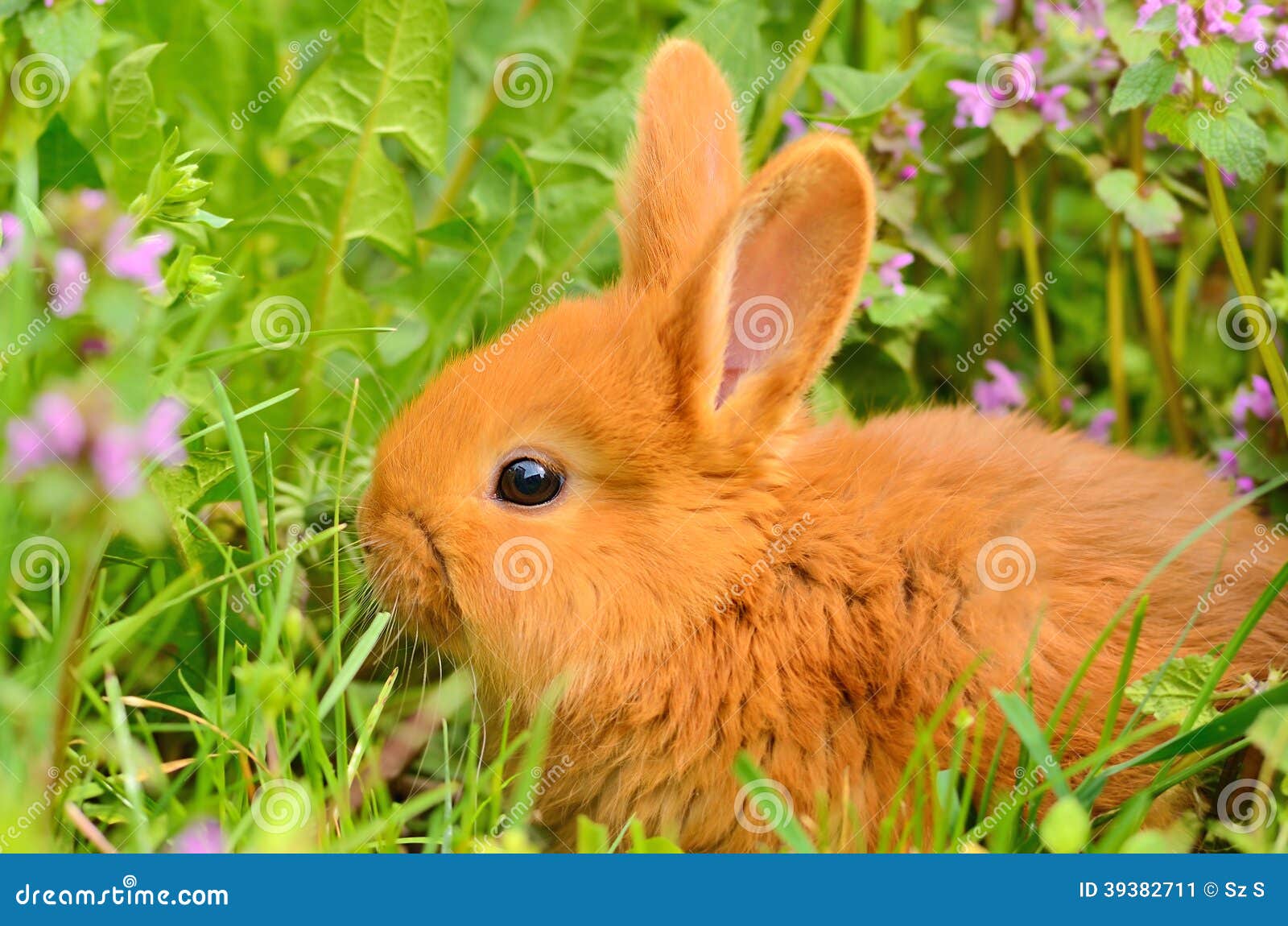 Baby Bunny Sitting in Spring Grass Stock Image - Image of nice, baby ...