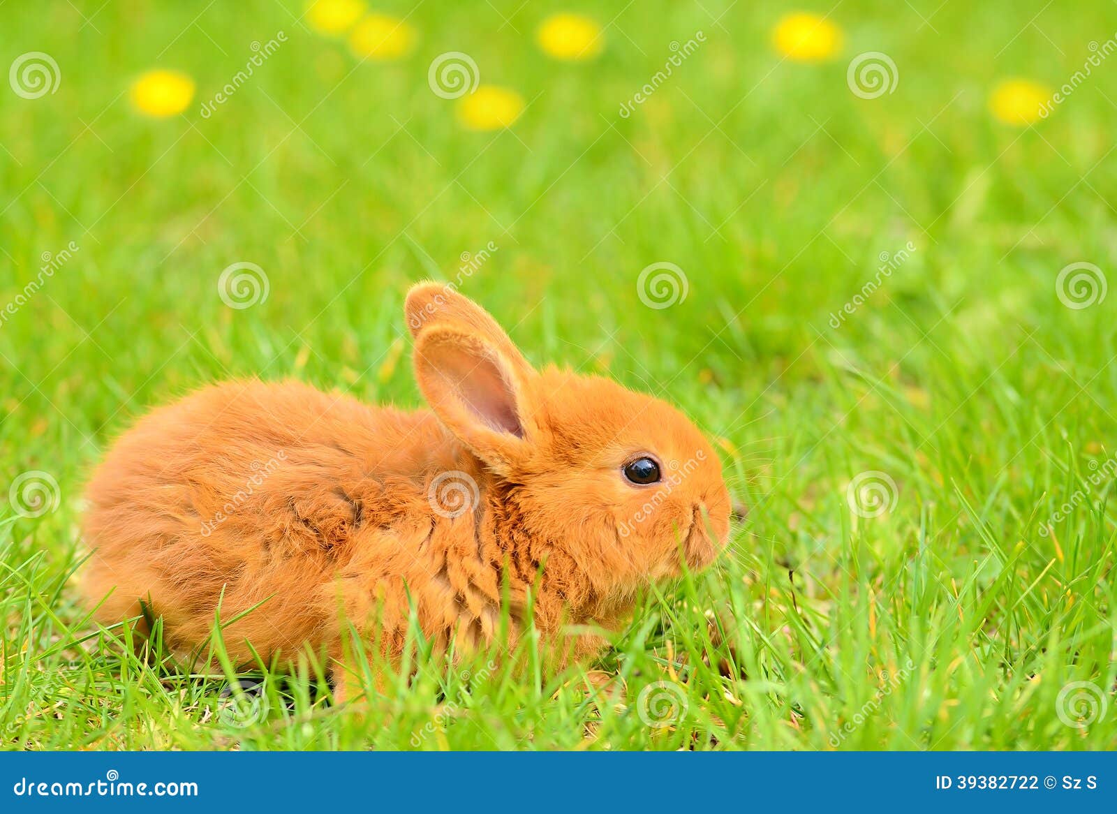 Baby Bunny Sitting in Spring Grass Stock Photo - Image of beauty, green ...