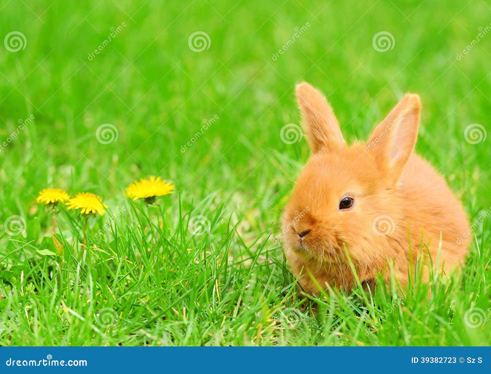 Baby Bunny Sitting in Spring Grass Stock Image - Image of sitting ...