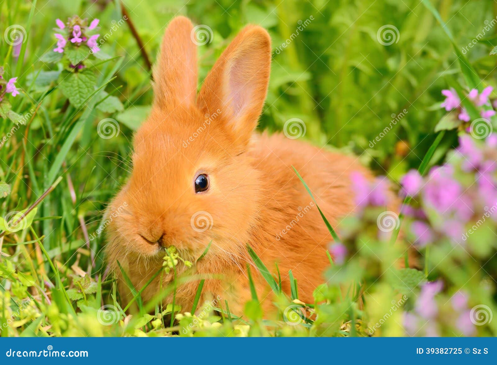 Baby Bunny Sitting in Spring Grass Stock Image - Image of background ...