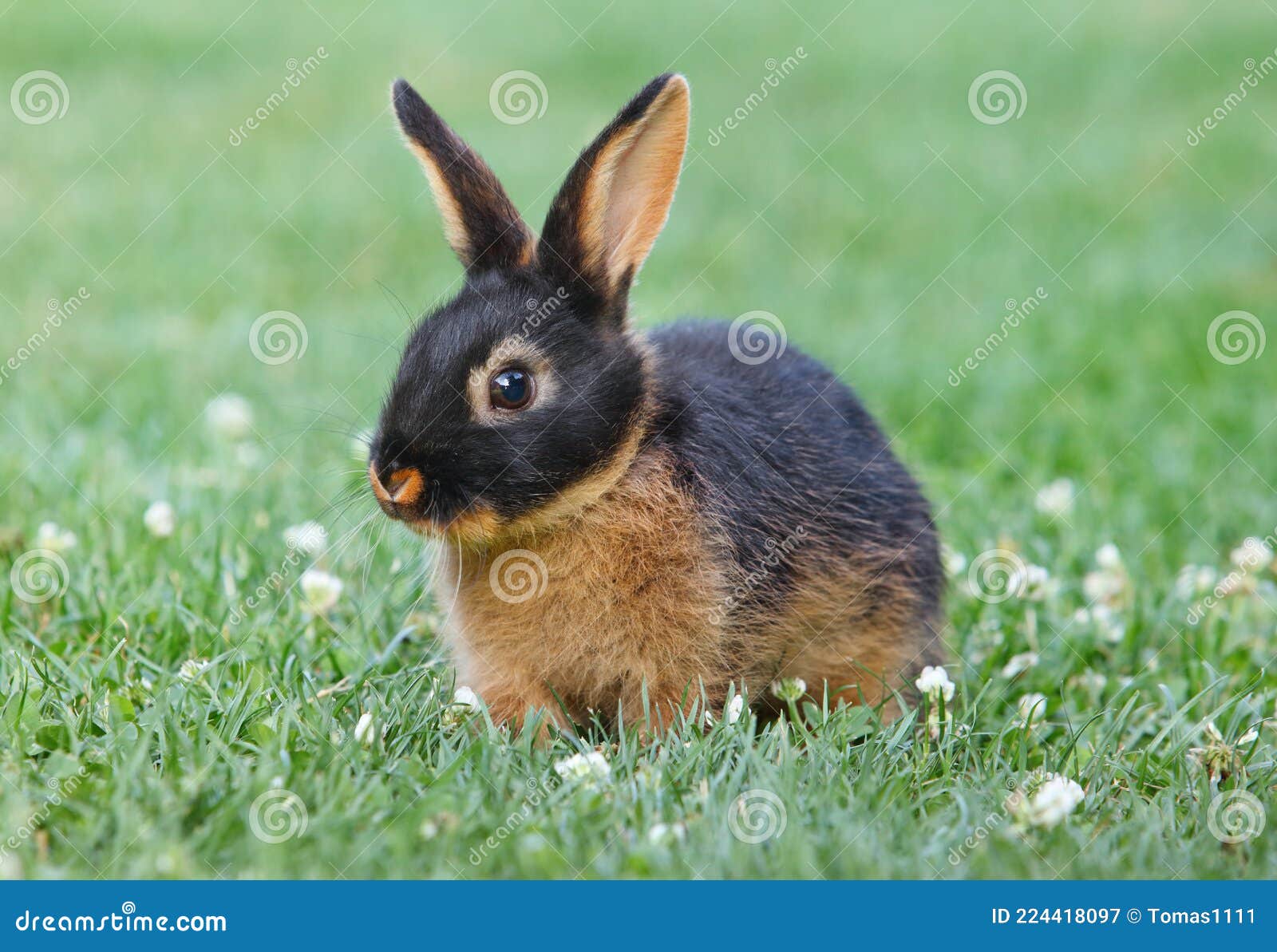 Baby Bunny - Small Rabbit in Grass Stock Image - Image of little ...
