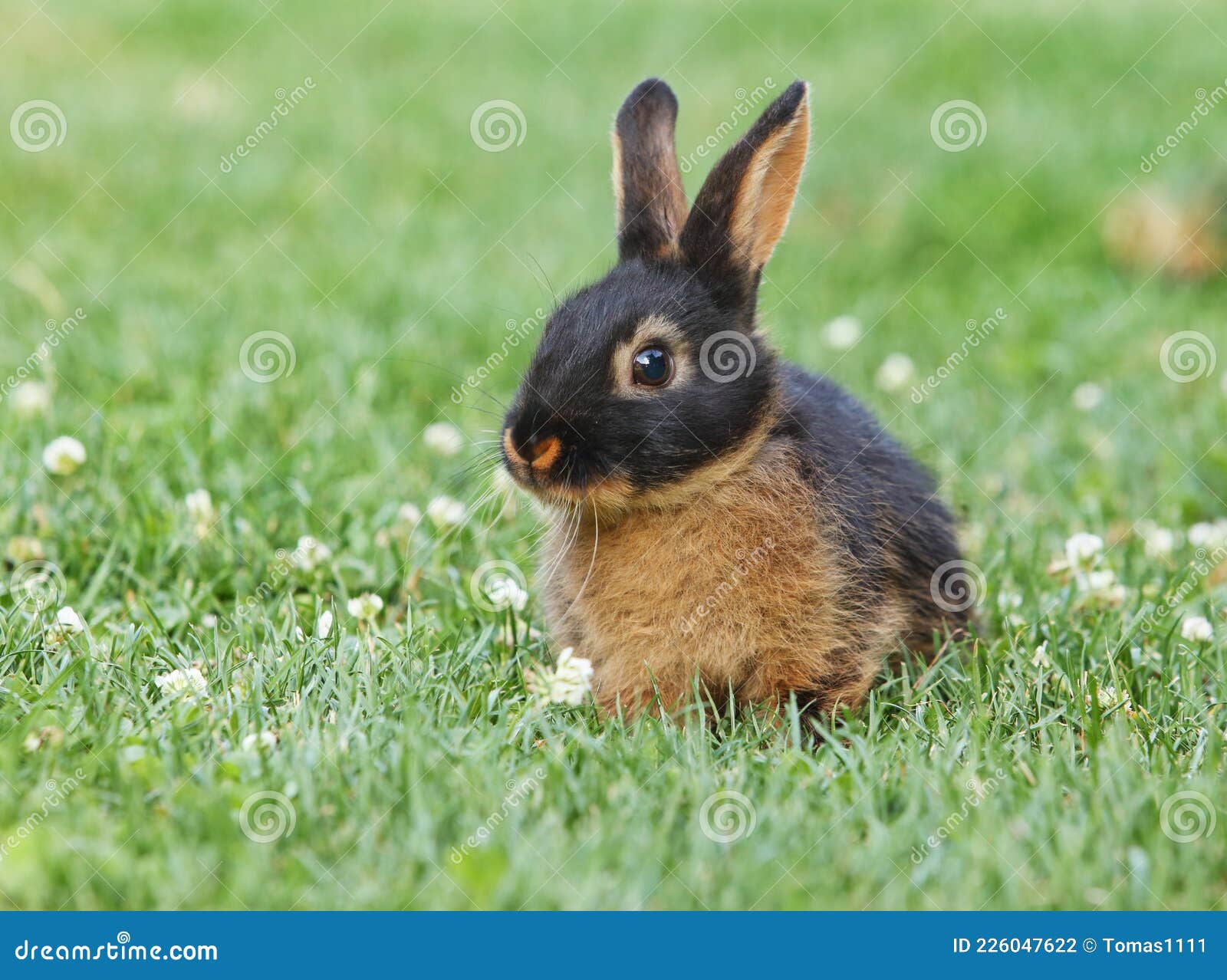 Small Rabbit Royalty-Free Stock Image | CartoonDealer.com #26777518