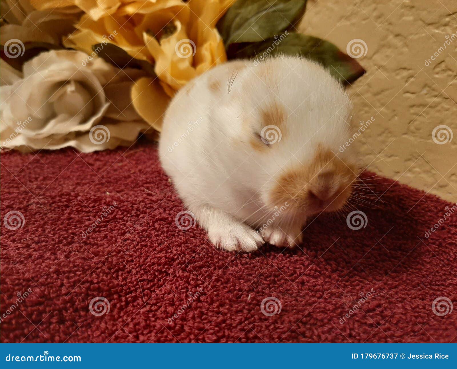 Baby Bunny,, 1 week old, stock image. Image of animal - 179676737