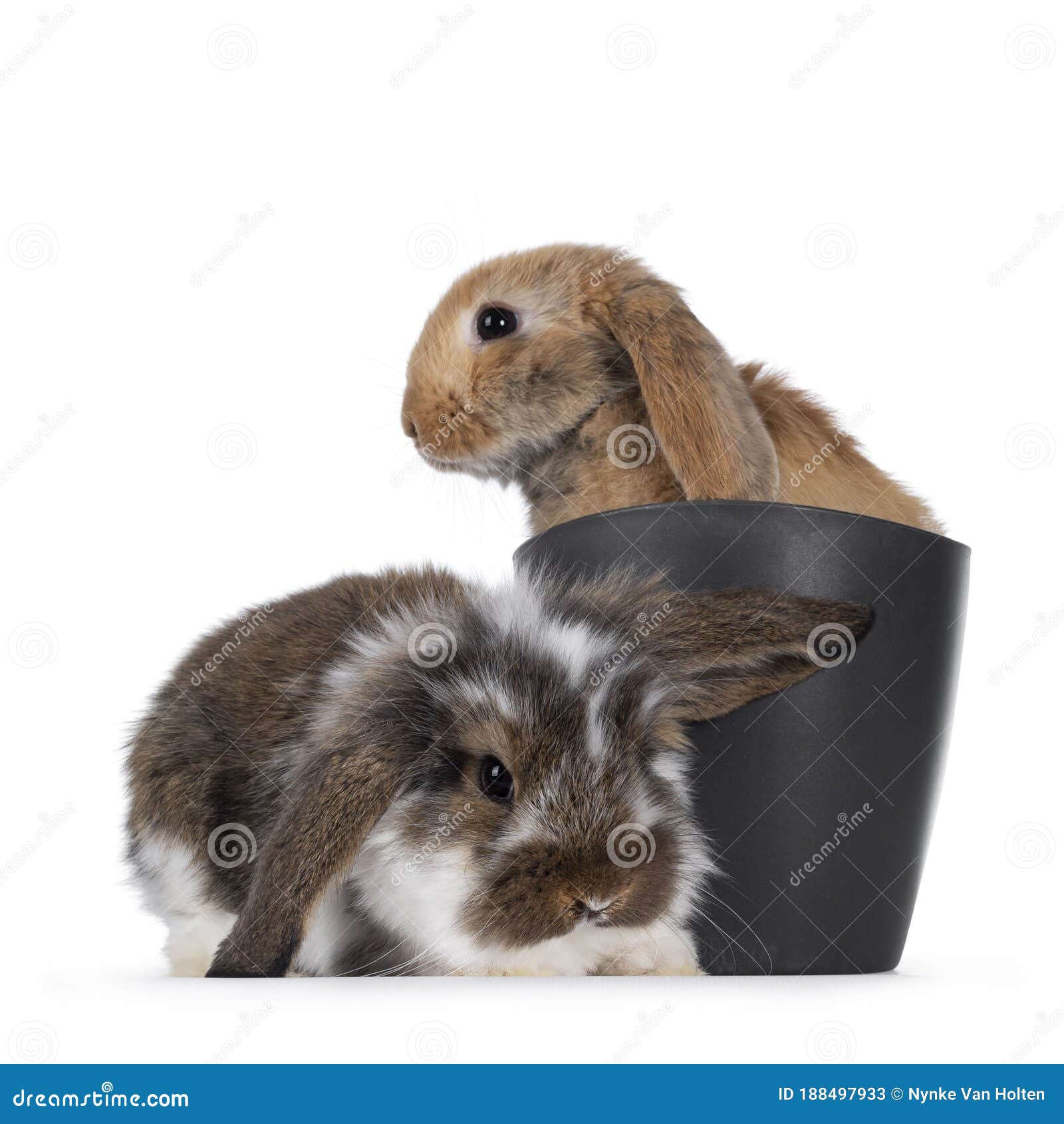 Baby Bunny on White Background Stock Image - Image of rabbit, small ...