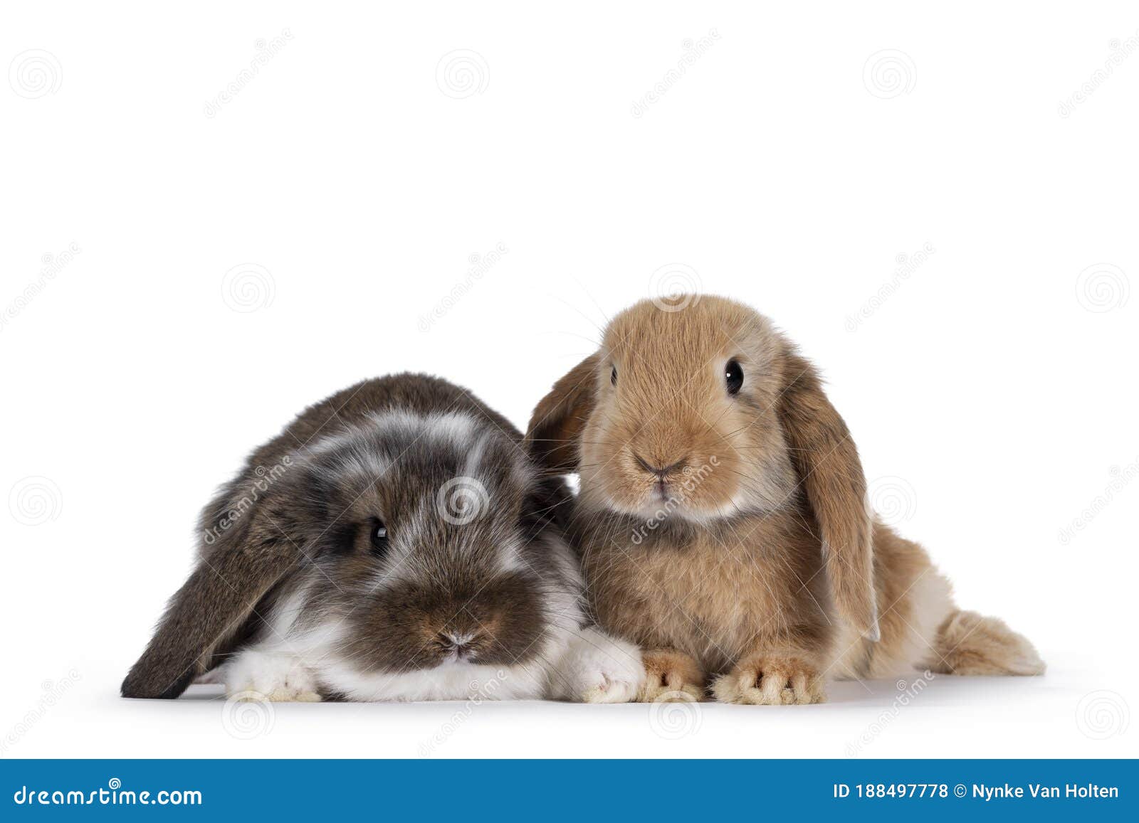 Baby Bunny on White Background Stock Photo - Image of ears, soft: 188497778
