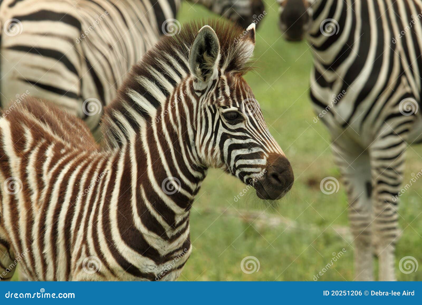 Baby Burchells Zebra stock photo. Image of profile, africa - 20251206