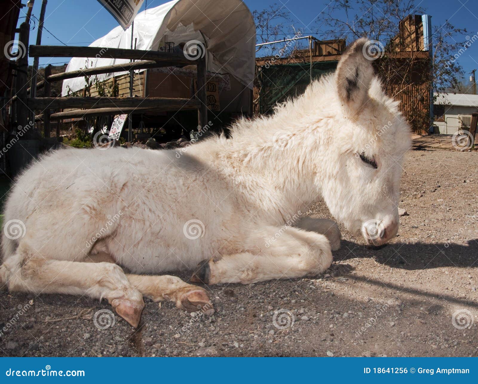 Baby Burro stock photo. Image of cute, mammal, baby, wild - 18641256